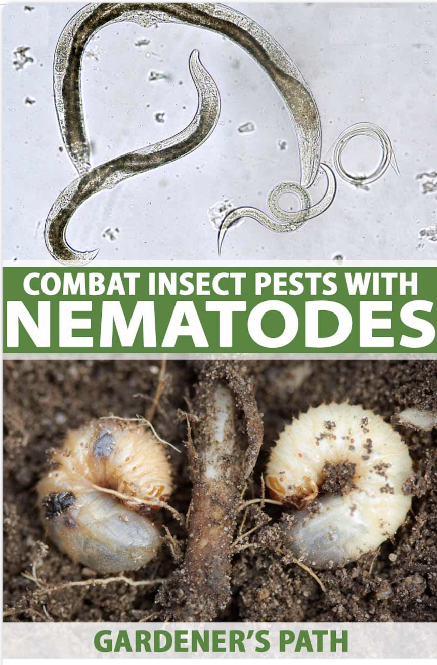 Syngenta’s commercial digital tool uses satellite images detecting Nematodes creating $150 ...